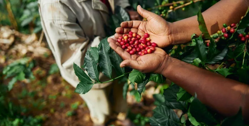 Arabica Coffee Agronomy – SOMA – Luganda