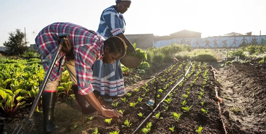 Climate Smart Agriculture & Gender Inclusion – SOMA – Runyakitara